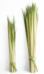 PalmsPalmsPalms.com – Texas Palms Product Page